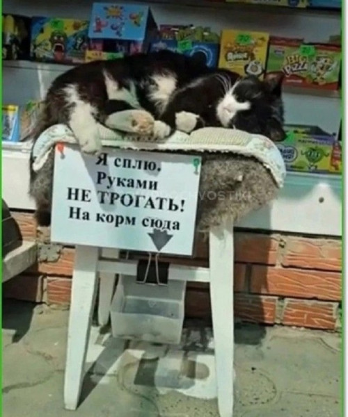 О Кошках - Страница 576 - Семья и дом - SoundEX - Клуб любителей хорошего звука