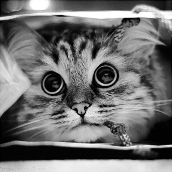 О Кошках - Страница 576 - Семья и дом - SoundEX - Клуб любителей хорошего звука