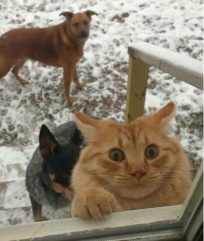 О Кошках - Страница 576 - Семья и дом - SoundEX - Клуб любителей хорошего звука