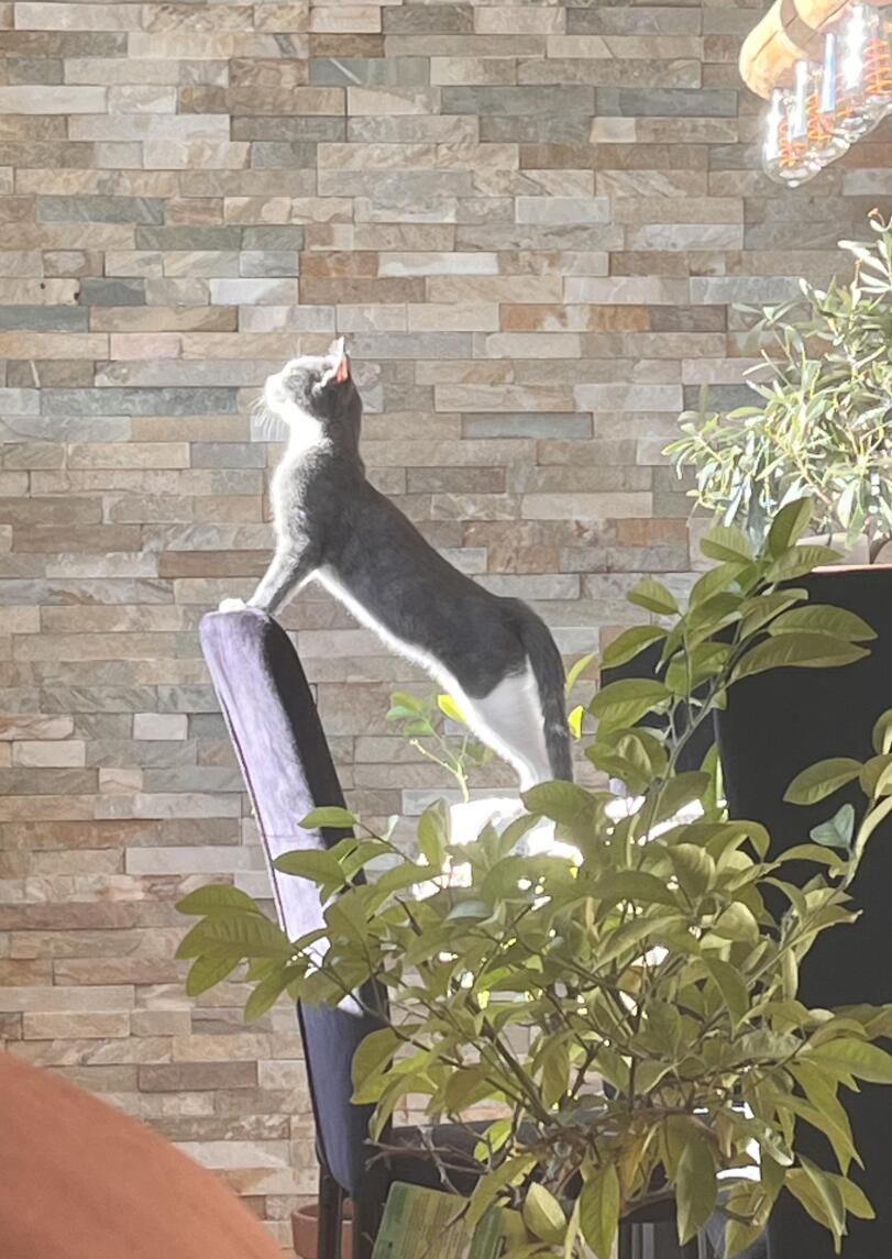 О Кошках - Страница 576 - Семья и дом - SoundEX - Клуб любителей хорошего звука