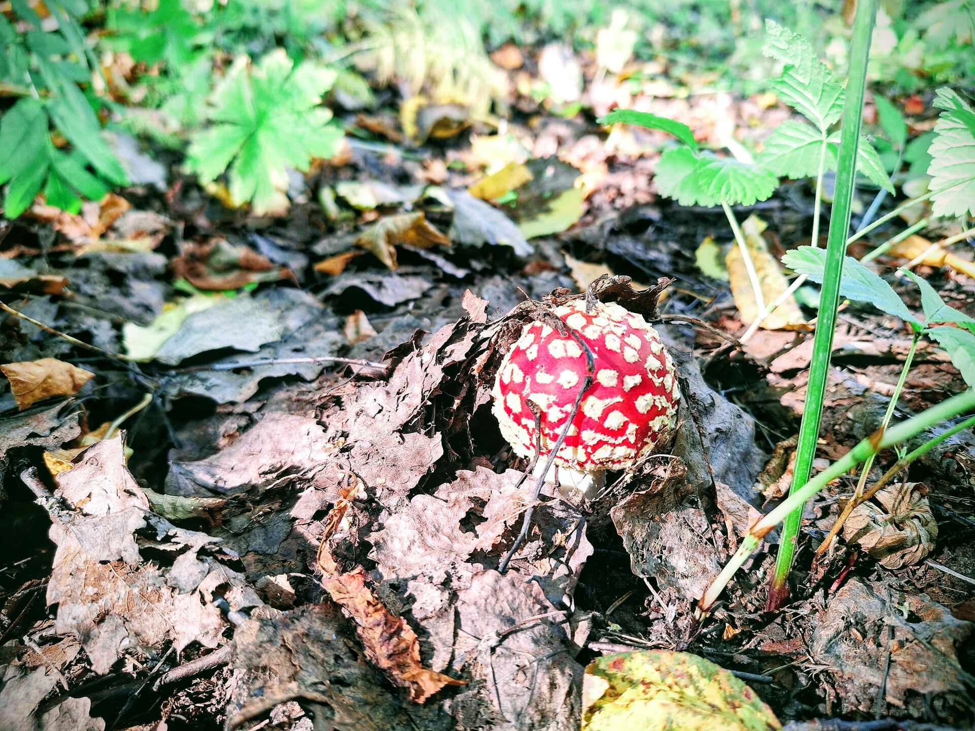 Грибы,ягоды - Страница 6 - Семья и дом - SoundEX - Клуб любителей хорошего звука